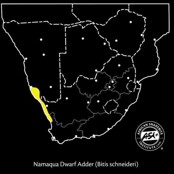 Namaqua Dwarf Adder - African Snakebite Institute