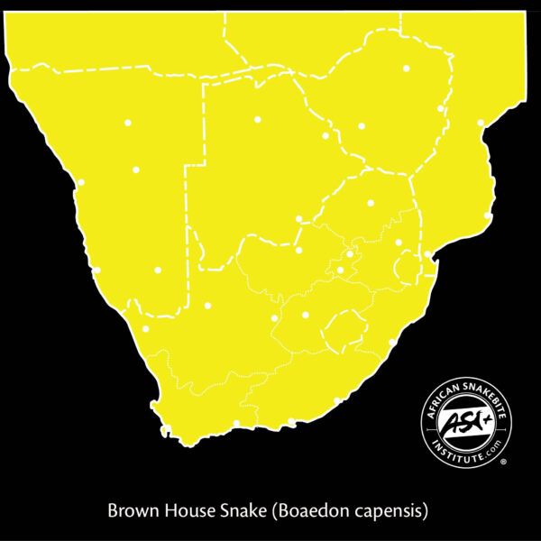 Brown House Snake - African Snakebite Institute