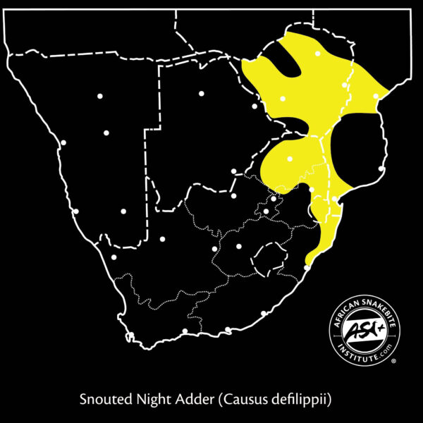 Snouted Night Adder - African Snakebite Institute