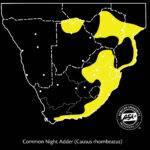 Common Night Adder - African Snakebite Institute