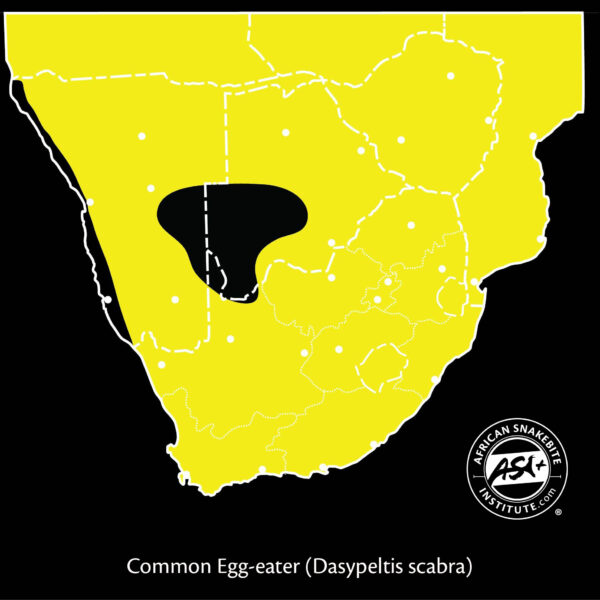 Common Egg-eater - African Snakebite Institute