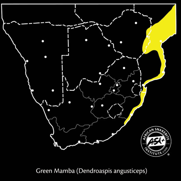 Green Mamba - African Snakebite Institute