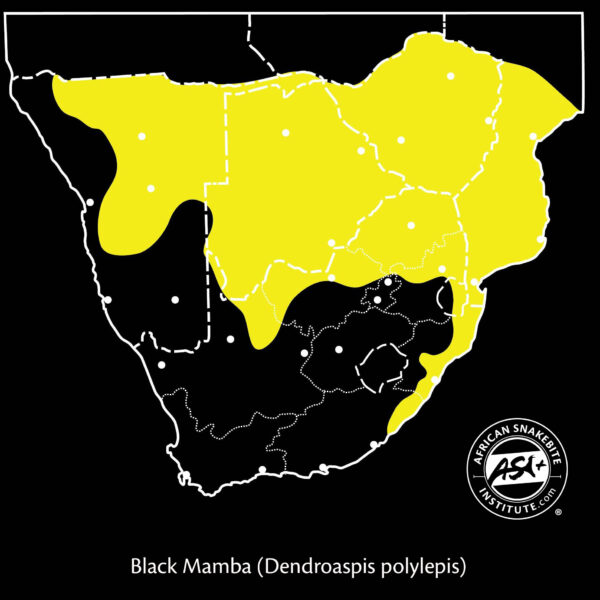 Black Mamba - African Snakebite Institute
