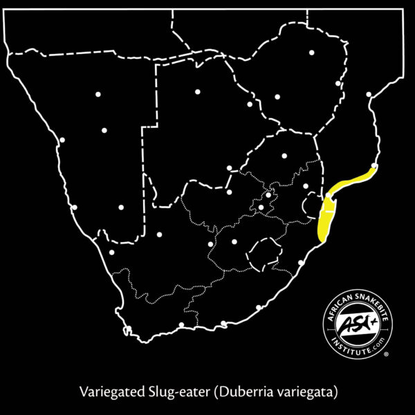 Variegated Slug-eater - African Snakebite Institute