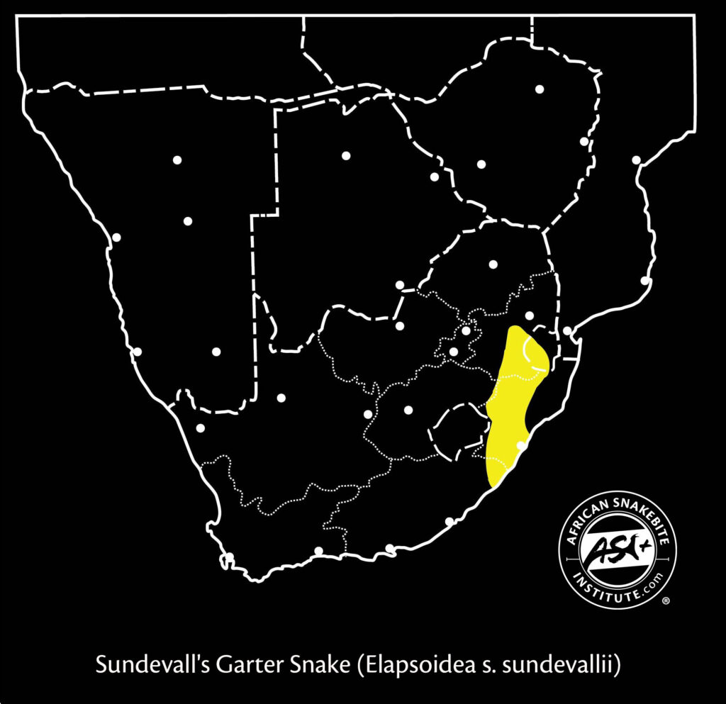 Sundevall's Garter Snake - African Snakebite Institute