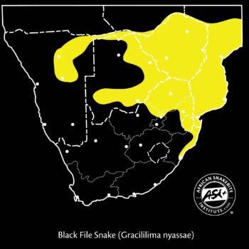 Black File Snake - African Snakebite Institute