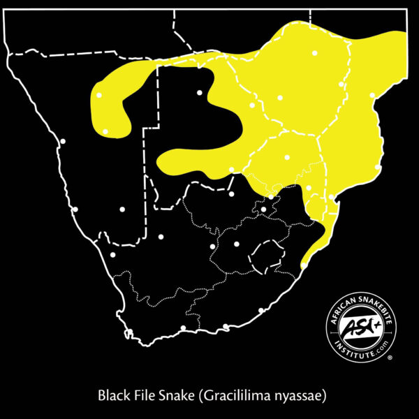 Black File Snake - African Snakebite Institute
