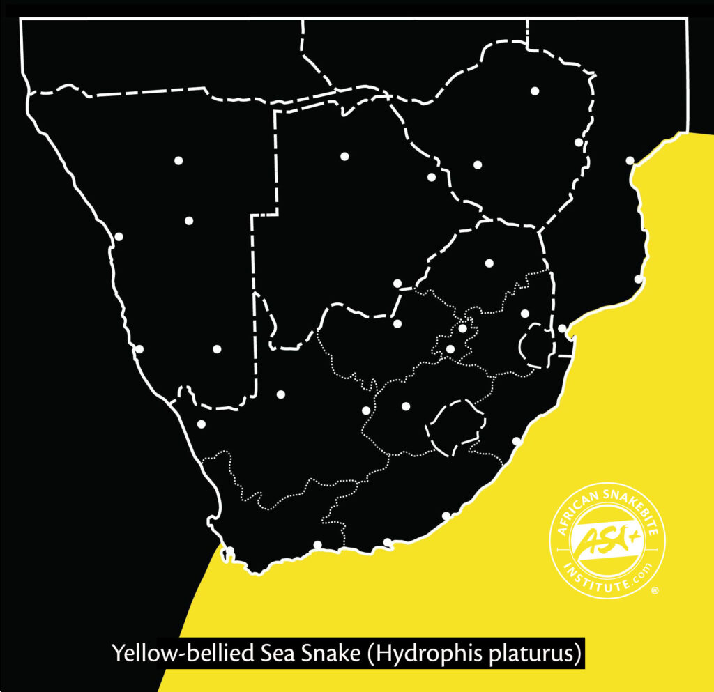 Yellow-bellied Sea Snake - African Snakebite Institute
