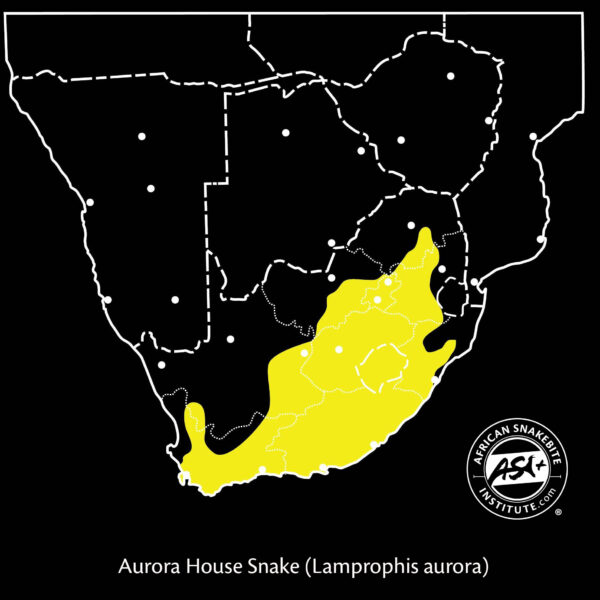 Aurora House Snake - African Snakebite Institute