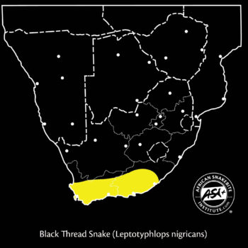 Black Thread Snake - African Snakebite Institute