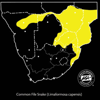 Common File Snake - African Snakebite Institute