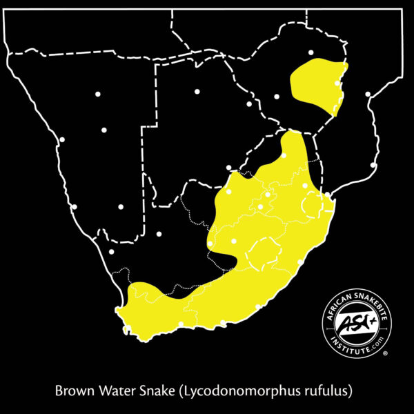 Brown Water Snake - African Snakebite Institute