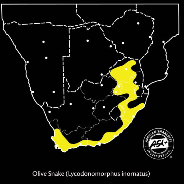 Olive Snake - African Snakebite Institute