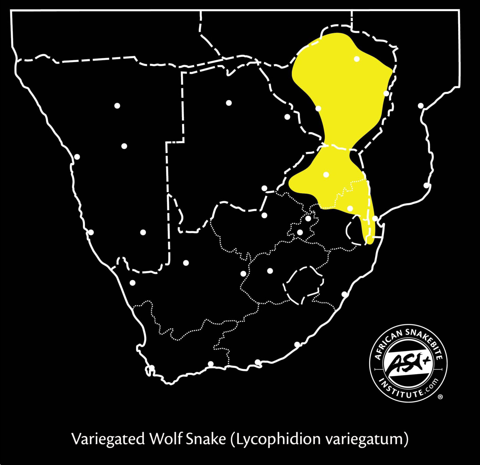 Variegated Wolf Snake - African Snakebite Institute