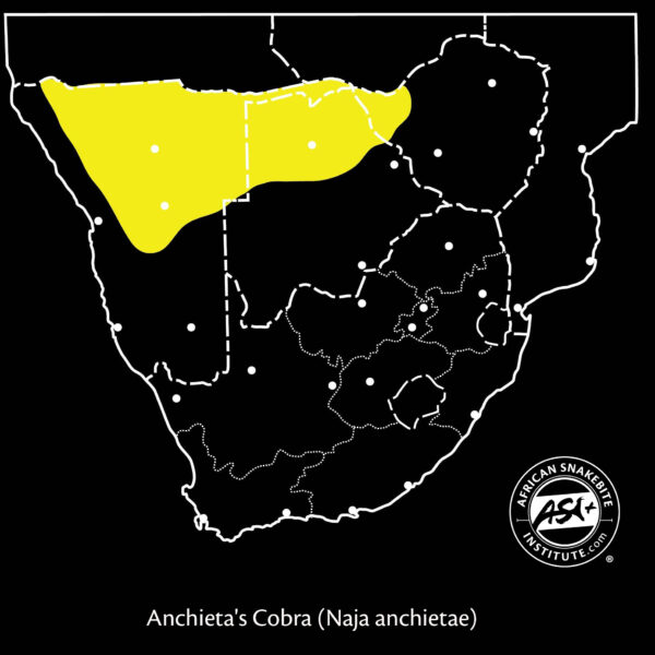 Anchieta’s Cobra - African Snakebite Institute