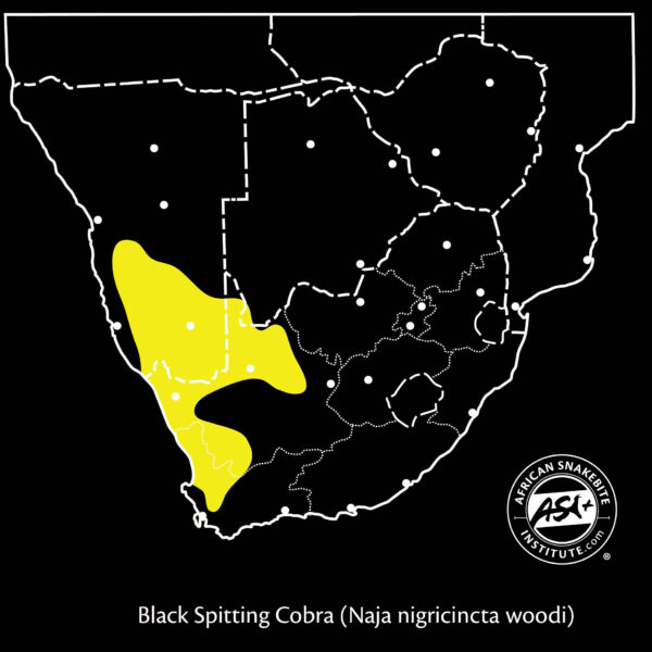 Black Spitting Cobra - African Snakebite Institute