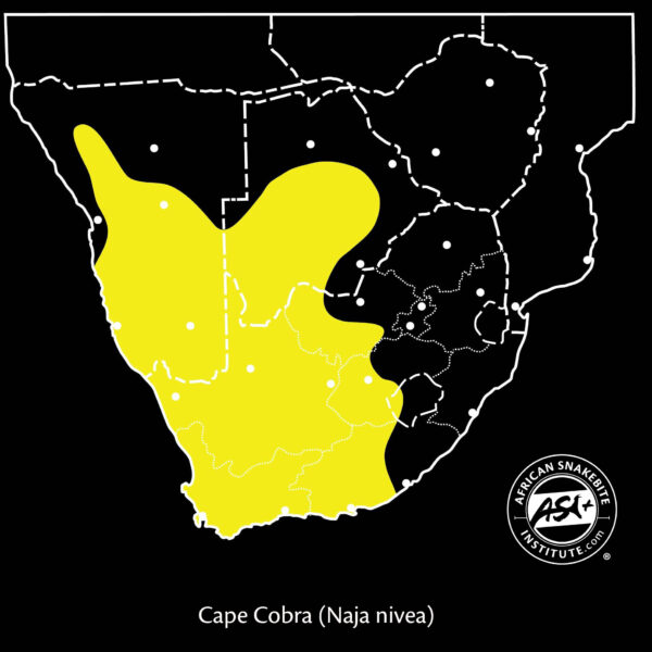 Cape Cobra - African Snakebite Institute