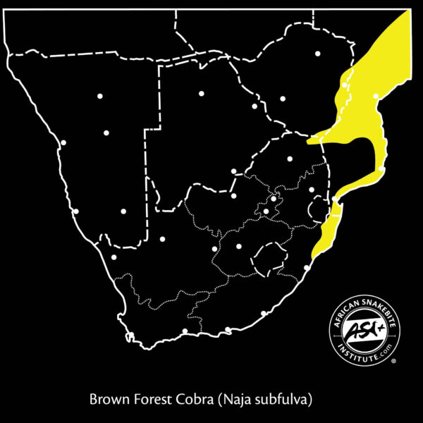 Brown Forest Cobra - African Snakebite Institute