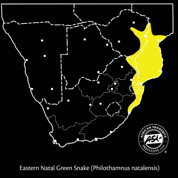 Eastern Natal Green Snake - African Snakebite Institute