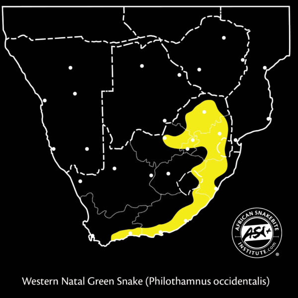 Western Natal Green Snake - African Snakebite Institute