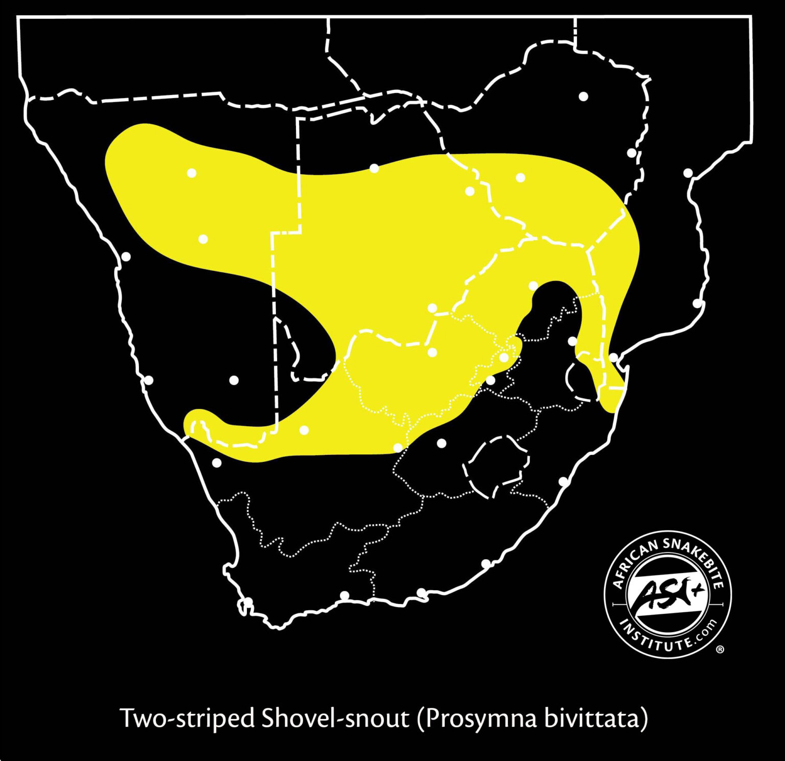 Two-striped Shovel-snout - African Snakebite Institute