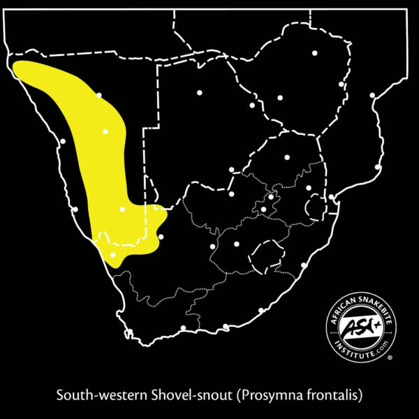 South-western Shovel-snout - African Snakebite Institute