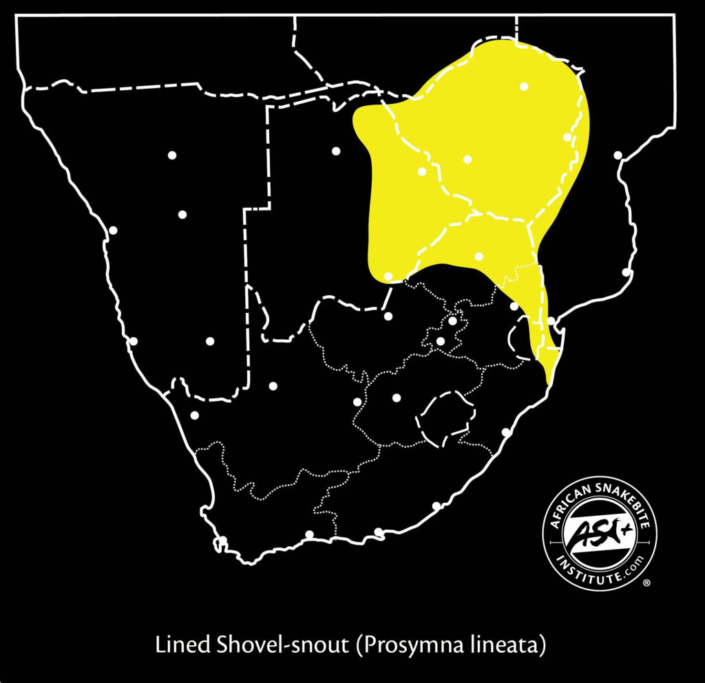 Lined Shovel-snout - African Snakebite Institute