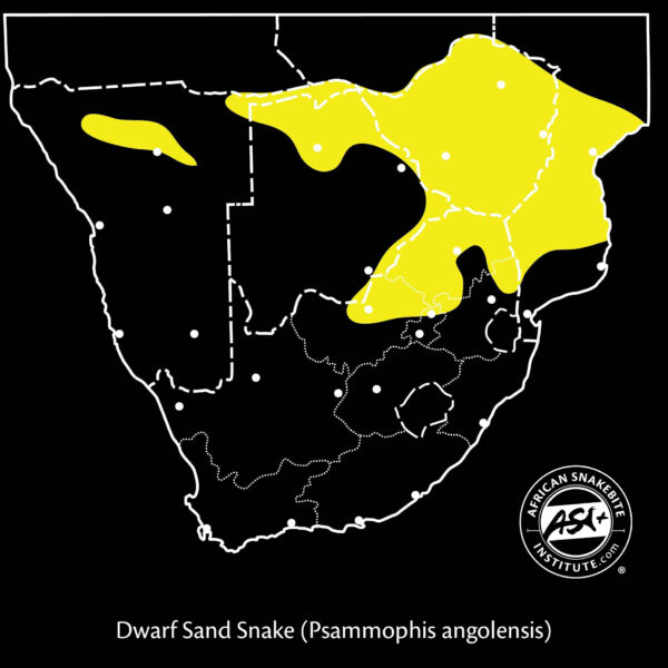 Dwarf Sand Snake - African Snakebite Institute