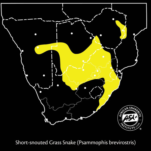Short-snouted Grass Snake - African Snakebite Institute