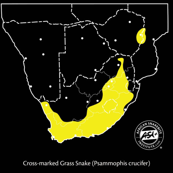Cross-marked Grass Snake - African Snakebite Institute