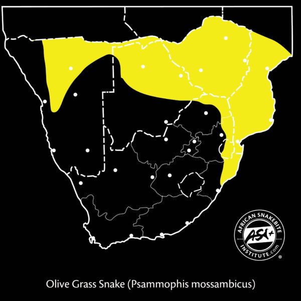 Olive Grass Snake - African Snakebite Institute
