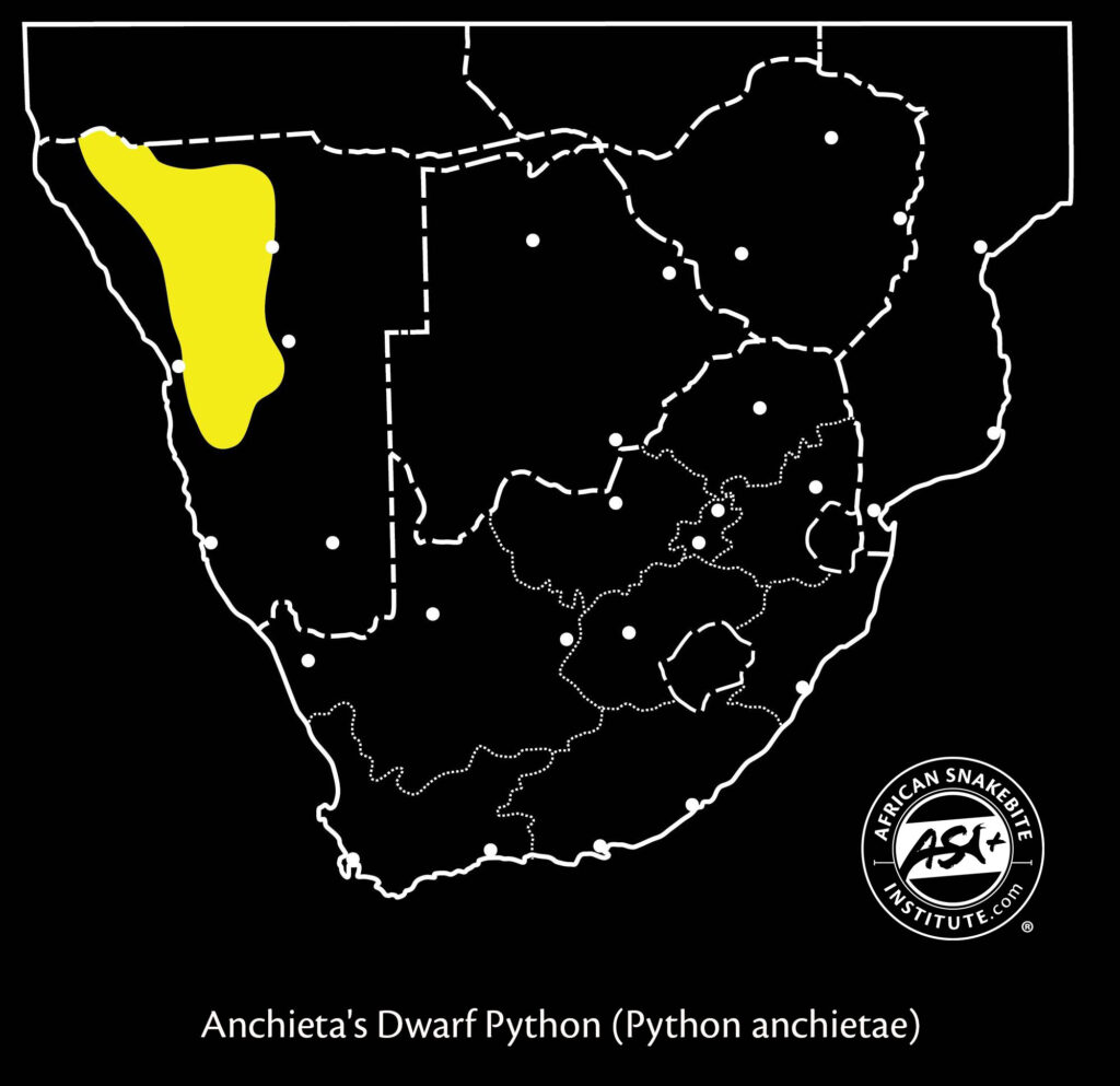Anchieta's Dwarf Python - African Snakebite Institute