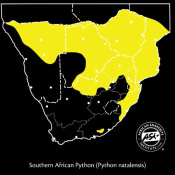 Southern African Python - African Snakebite Institute