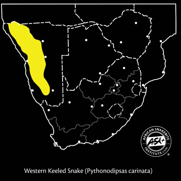 Western Keeled Snake - African Snakebite Institute