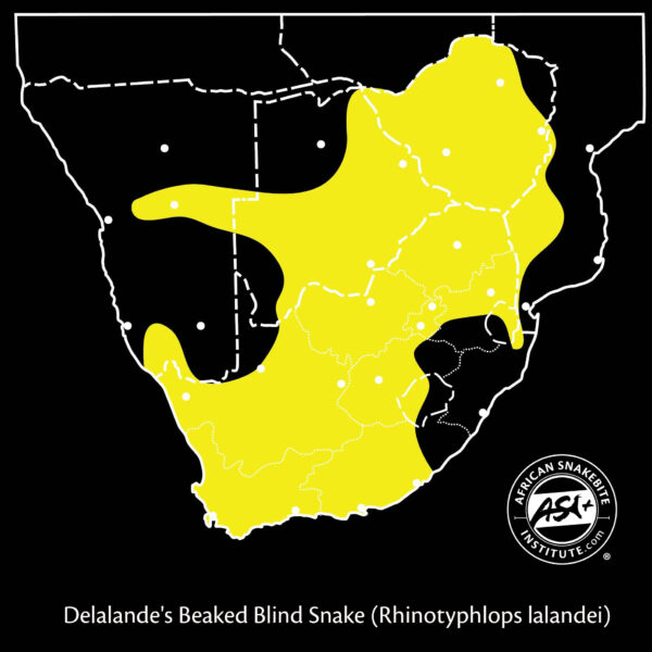 Delalande's Beaked Blind Snake - African Snakebite Institute