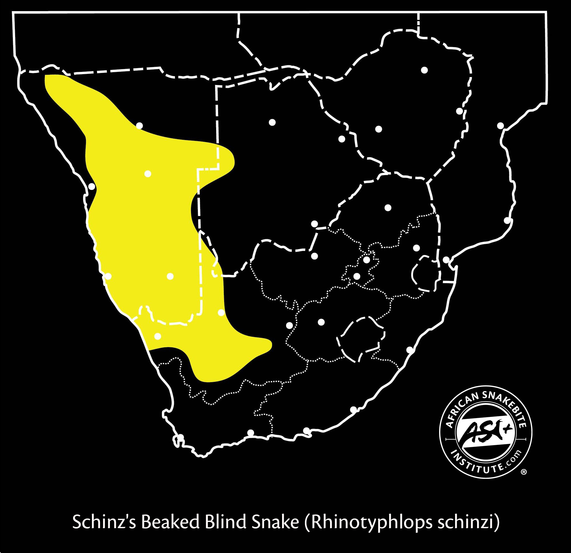 Schinz's Beaked Blind Snake - African Snakebite Institute
