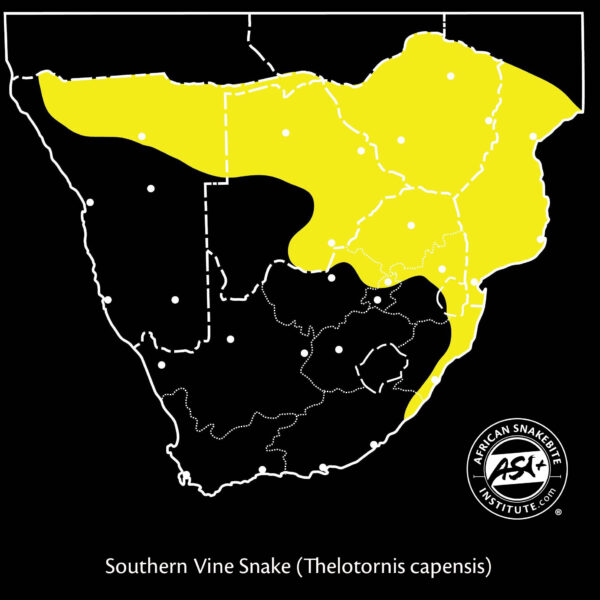 Southern Vine Snake - African Snakebite Institute