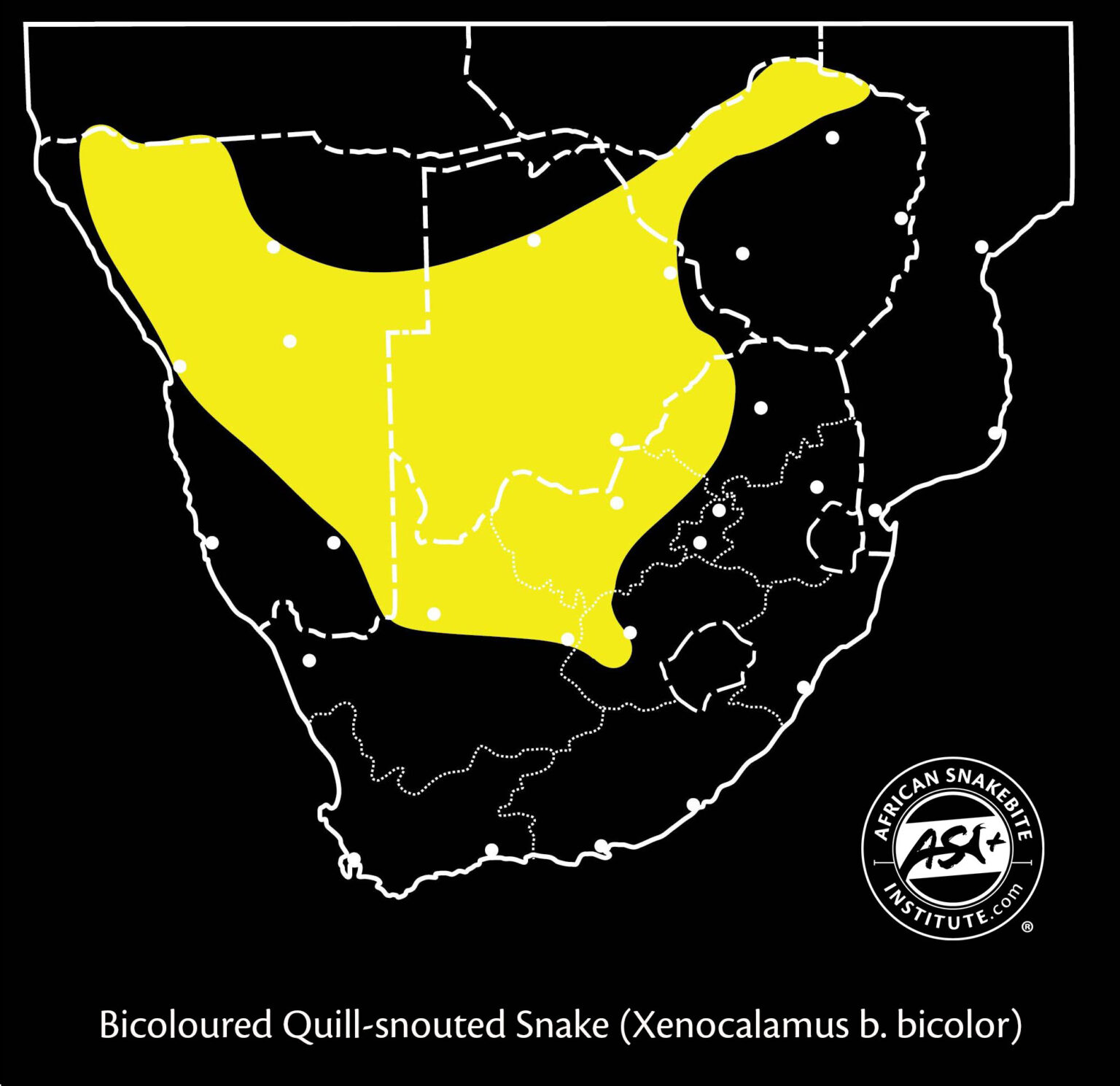 Bicoloured Quill-snouted Snake - African Snakebite Institute