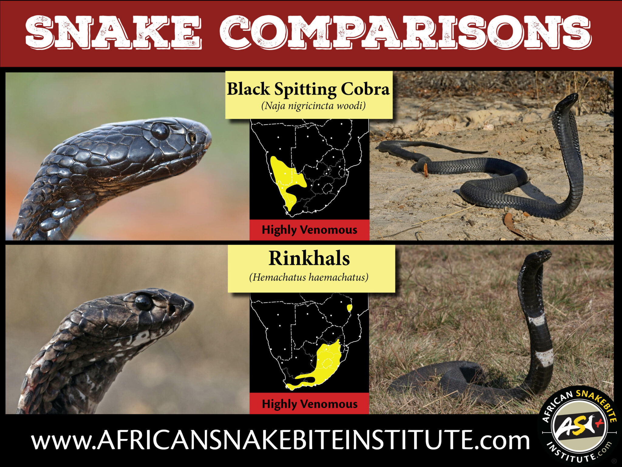 Snake Comparison - Black Spitting Cobra vs Rinkhals - African Snakebite ...