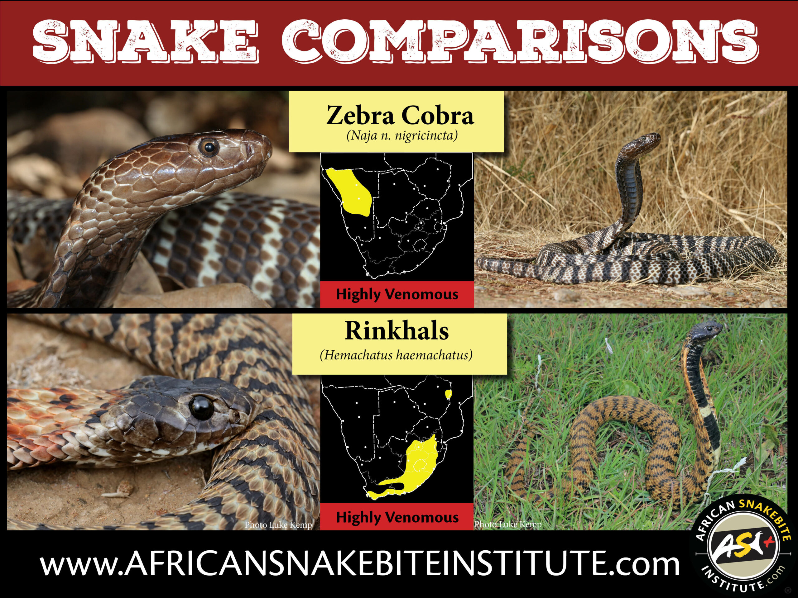 Snake Comparison - Zebra Cobra vs Rinkhals - African Snakebite Institute