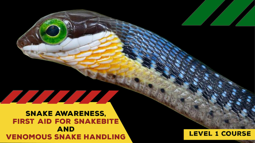 Snake Awareness & Venomous Snake Handling (Limpopo) - 2022-11-05