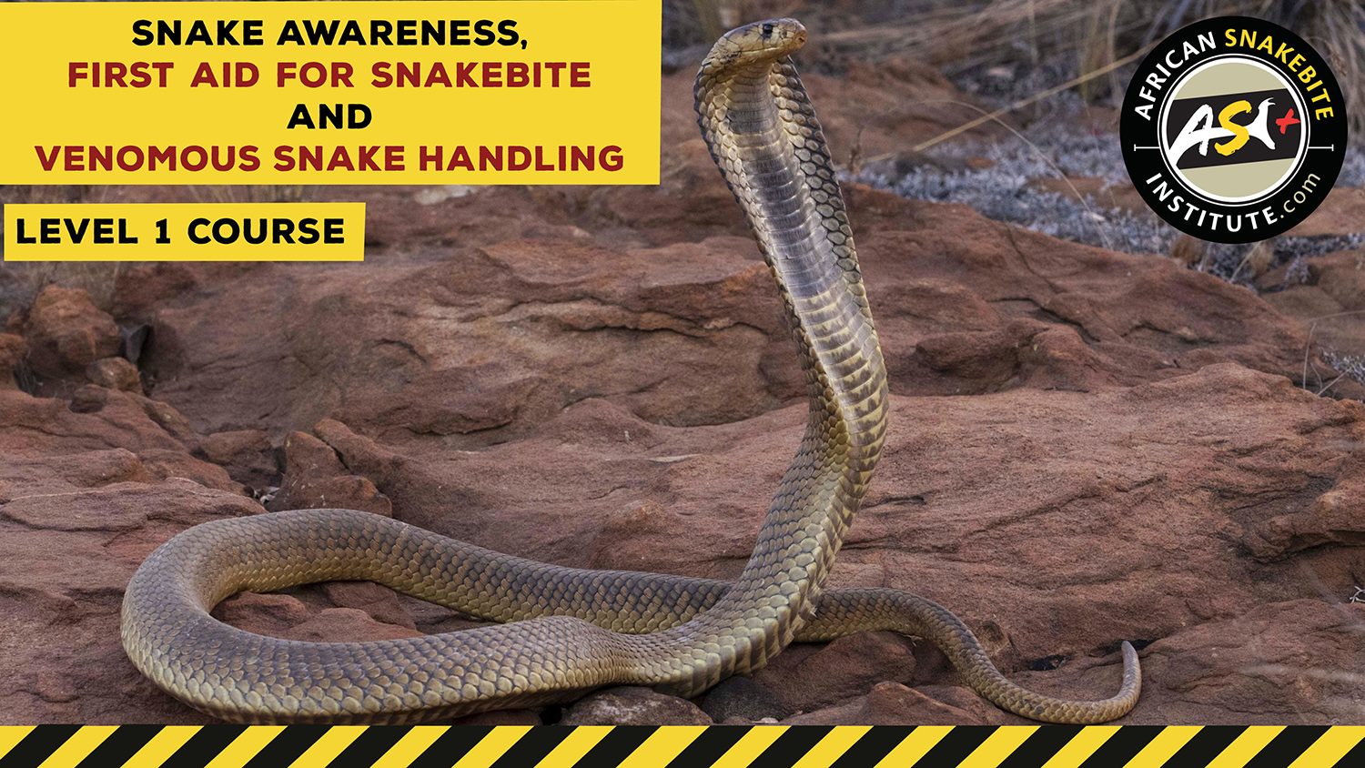 Snake Handling Training South Africa at Benjamin Bomar blog
