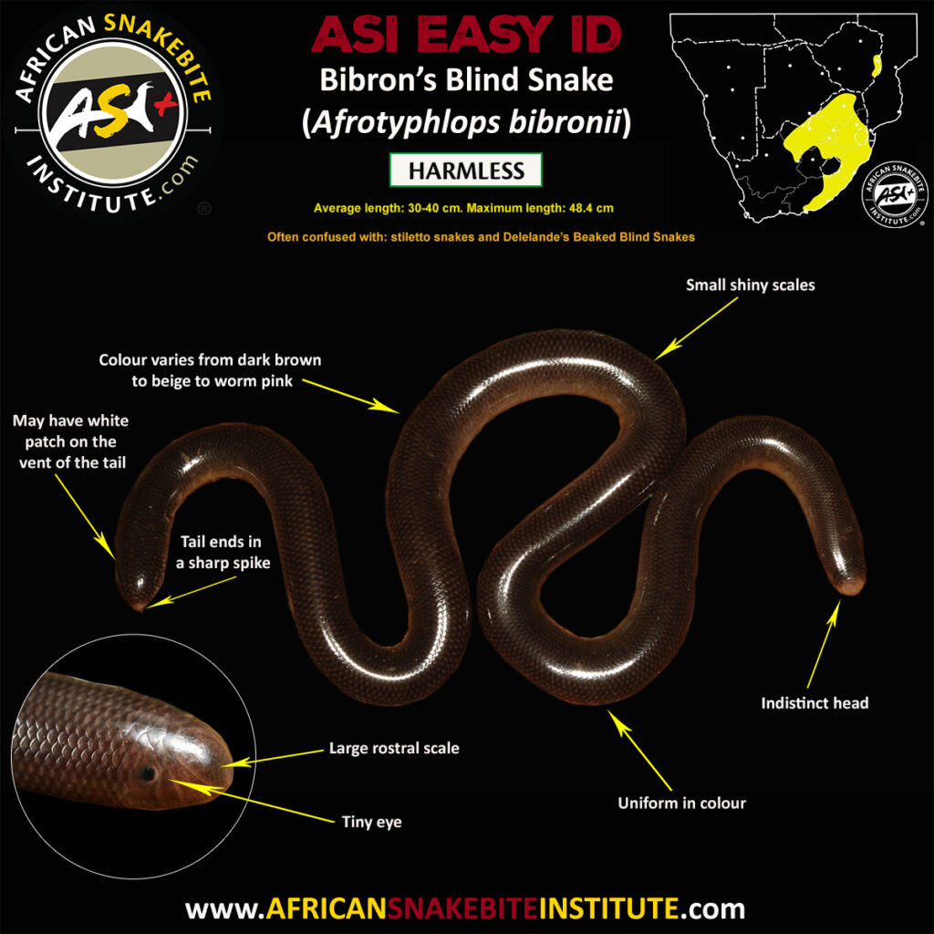 Bibron’s Blind Snake - African Snakebite Institute