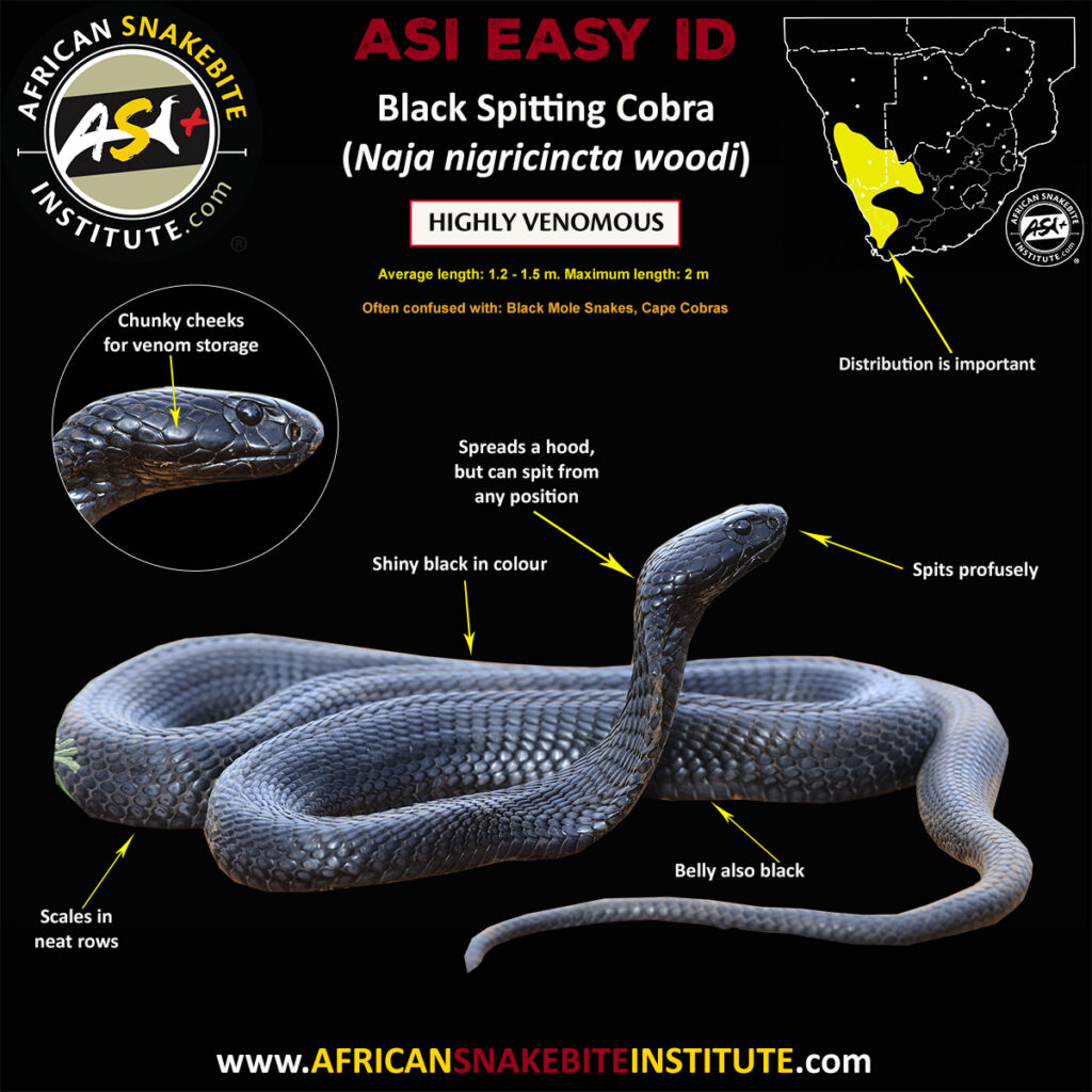 The cobras of southern Africa - African Snakebite Institute