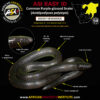 Common Purple-glossed Snake - African Snakebite Institute