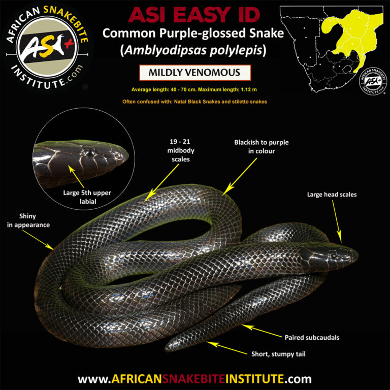 Common Purple-glossed Snake - African Snakebite Institute