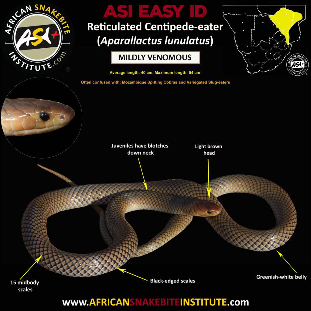 Reticulated Centipede-eater - African Snakebite Institute