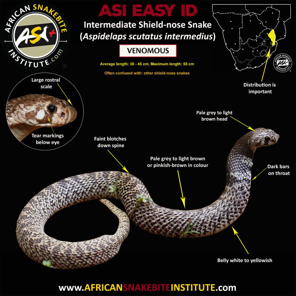 Intermediate Shield-nose Snake - African Snakebite Institute