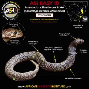 Intermediate Shield-nose Snake - African Snakebite Institute