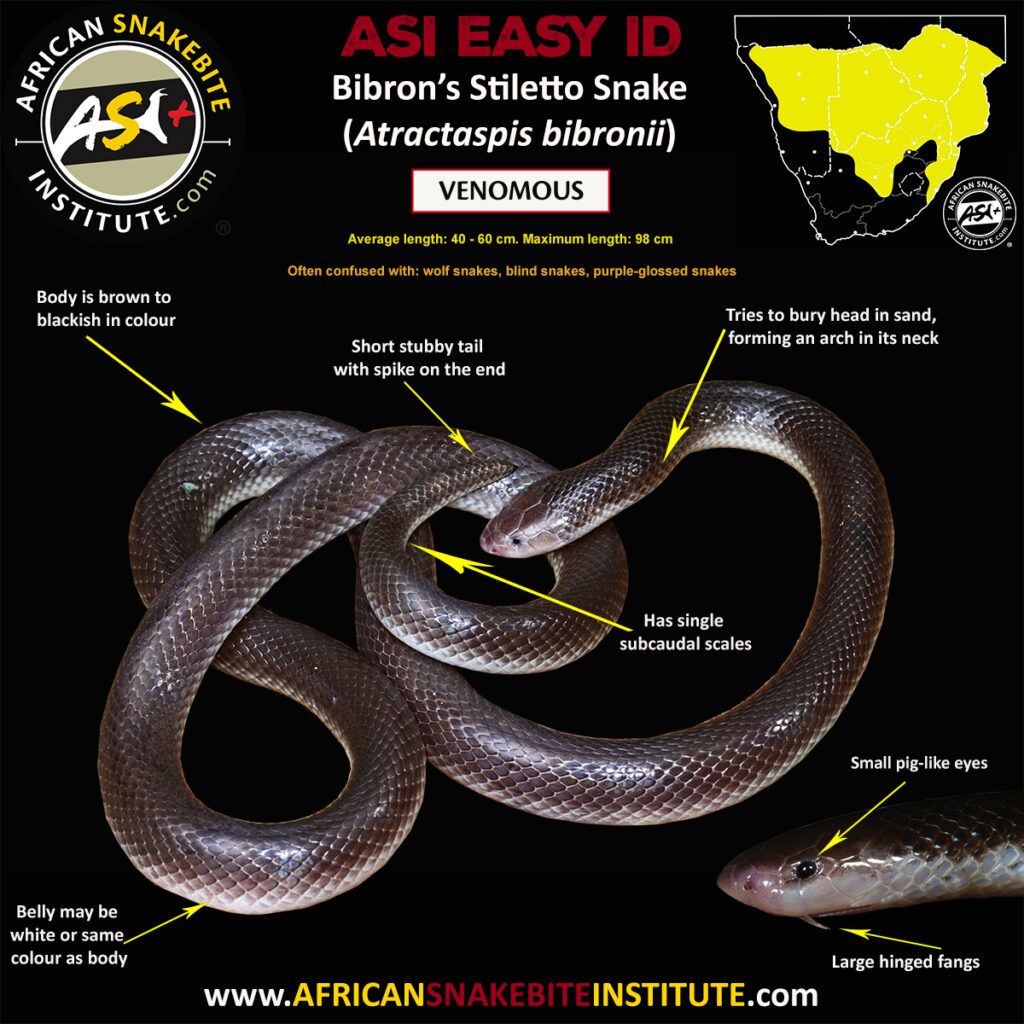 Bibron’s Stiletto Snake - African Snakebite Institute